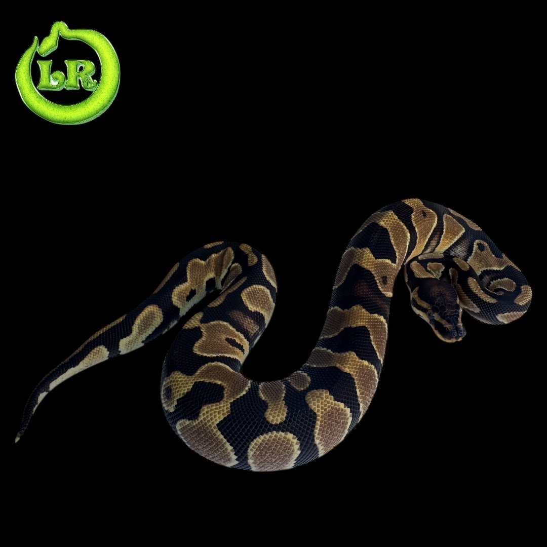 Dhetクリプティック/クラウンパイ66％hetDG - 爬虫類専門ショップ LR